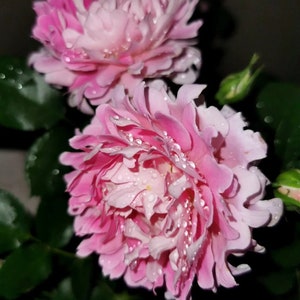 Rare Rosa【fancy Ruffle|ファンシー ラッフル 】-1gal+ Wave Bloom| Ownroot ...
