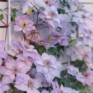 Clematis【reflections】- Liveplant｜倒影| Double-flowered| Cold Hardy ...