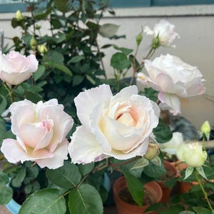 Rose【princess Tenko｜プリンセステンコー】- 3 Gal Liveplant｜rare Japanese Rosa｜天宫公主 ...