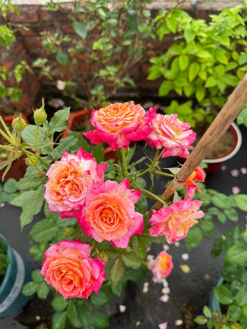 Rare Rose【シヤル一ル ｜chaleur】-1 Gal Live Plant｜温暖｜夏洛尔｜沙勒尔｜takayuki Kimura ...
