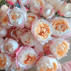 Rose【princess Suki シャンスポム】 1 Gal Ownroot | Japanese| Striped Flower ...