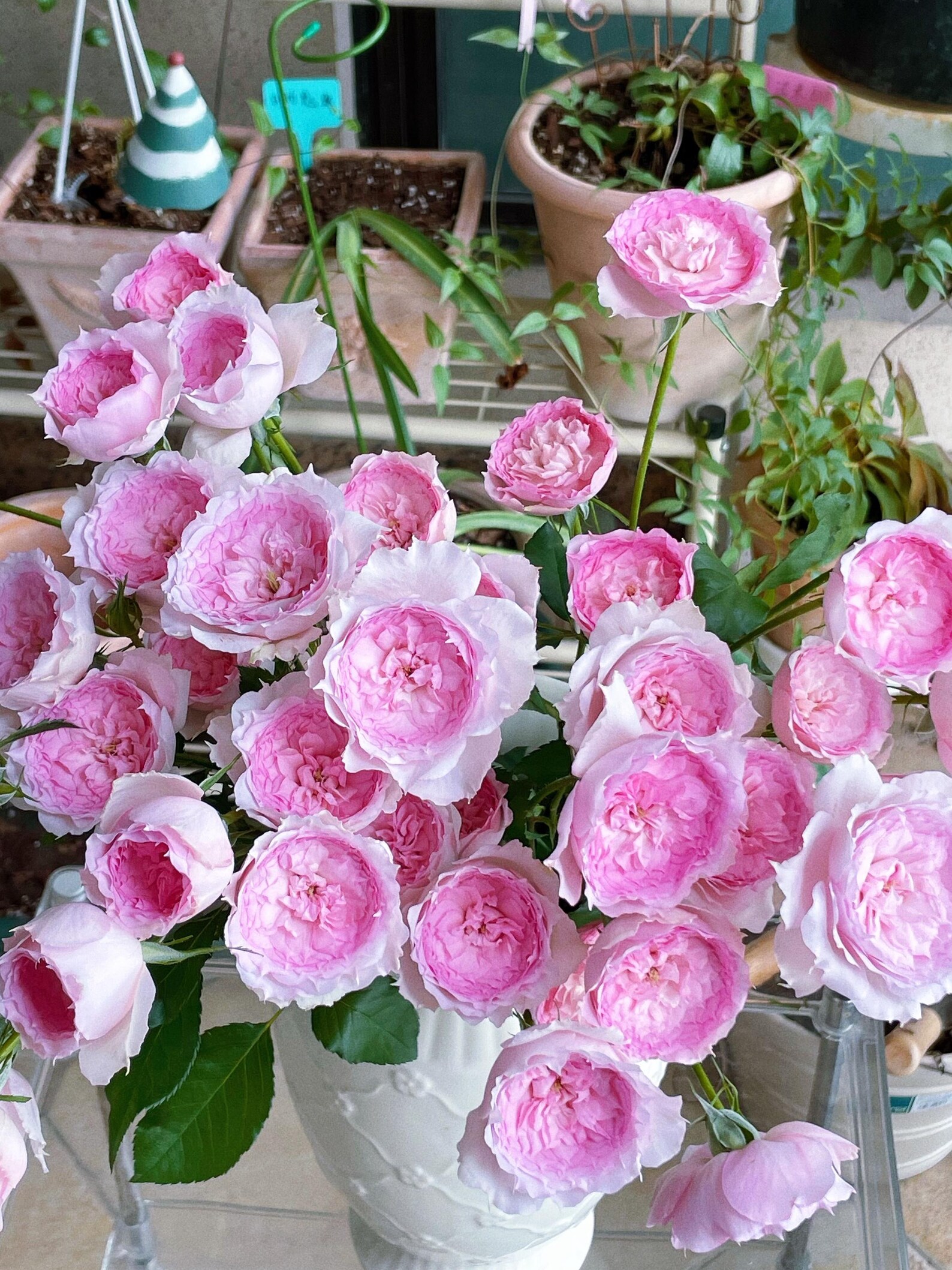 Rose【misty Moon｜rong Rong Yue】-1.5 Gal Ownroot Liveplant｜溶溶月｜tianlang ...