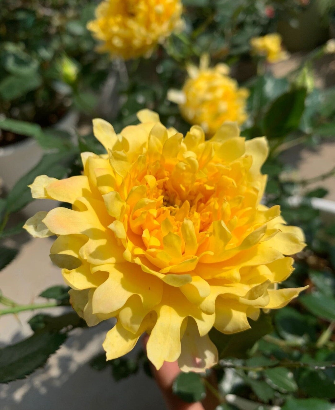 Rare Rose【fireworks Ruffles | 花火の波】-1.5 Gal Ownroot| Chrysanthemum ...