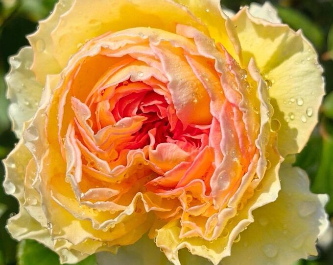 Rose【kagelou｜カゲロウ】- 1gal Liveplant｜ Fuyou 阳炎/ 蜉蝣｜japanese New Variety ...