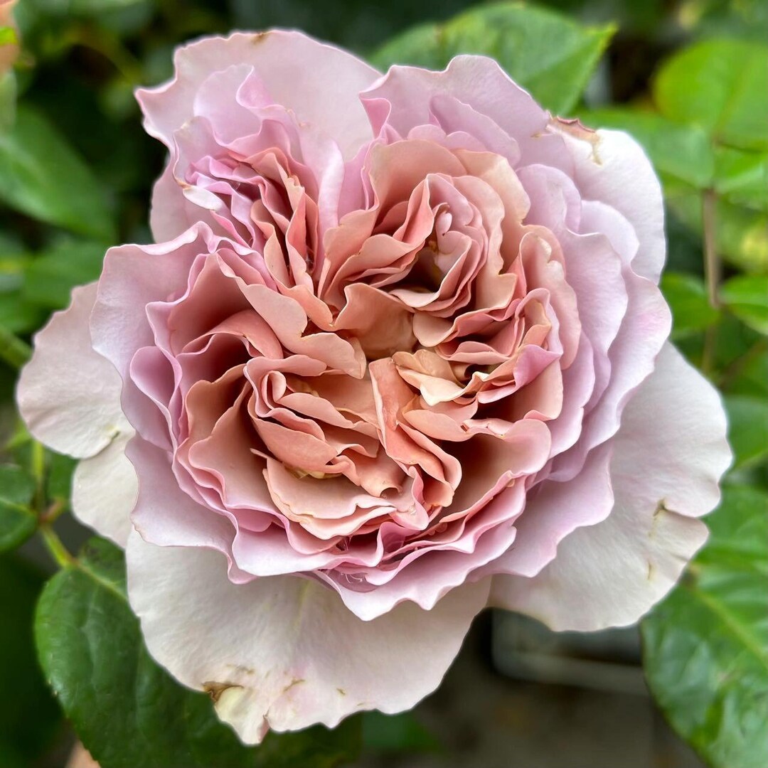 Rose【caffe】- 1 Gal Liveplant｜拿铁咖啡｜vintage Color | Inspired by Caffè ...