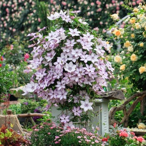 Clematis 【utopia｜ユートピア】-9p Liveplant| Popular Varieties in Japan| Fast Growing| 乌托邦 - Etsy