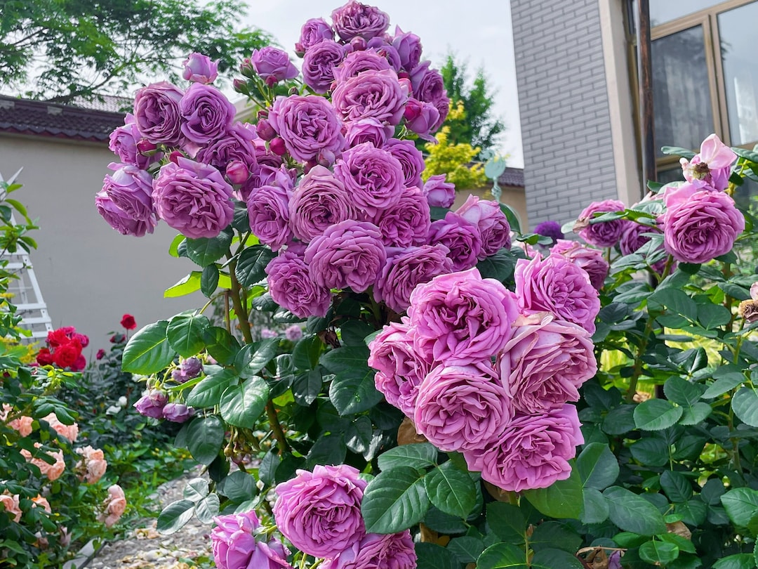 Rose【kinda Blue]- 1 Gal + Liveplant｜german Rose 微蓝| Floribunda Rose ...