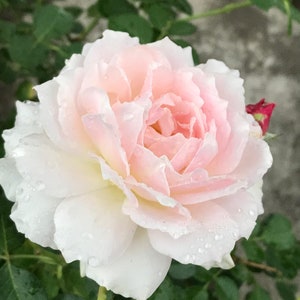 Rose【chou Chou｜シュシュ】- 2 Gal Ownroot Liveplant| Sumiko Kawamoto闪闪发光 ...