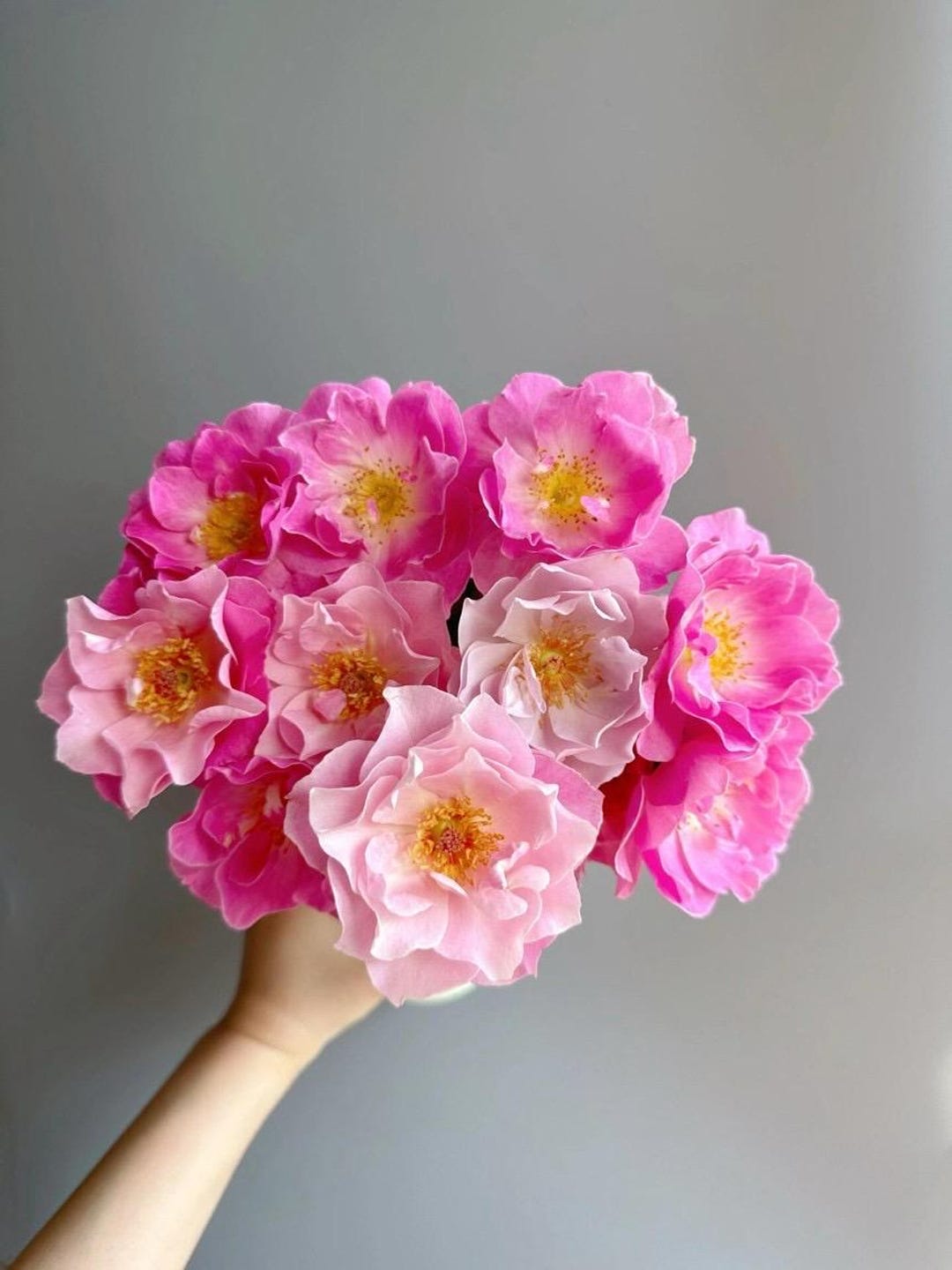 Yves Rose【kazetatsunu｜かぜたちぬ】-3gal Liveplant｜伊芙起风了｜yves Piaget| Released ...