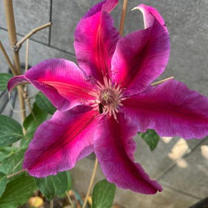 Rare Japanese Clematis【nishiki｜錦】- Live Plant｜锦｜bi-color: Starts Pale ...