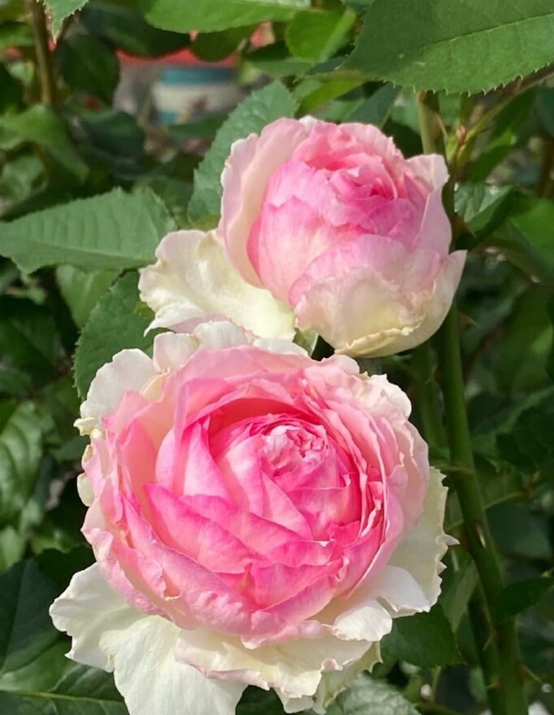 Yves Rose 【neo Cherry Shallow| ネオシャローチェリー】- 3 Gal Ownroot Live Plant ...