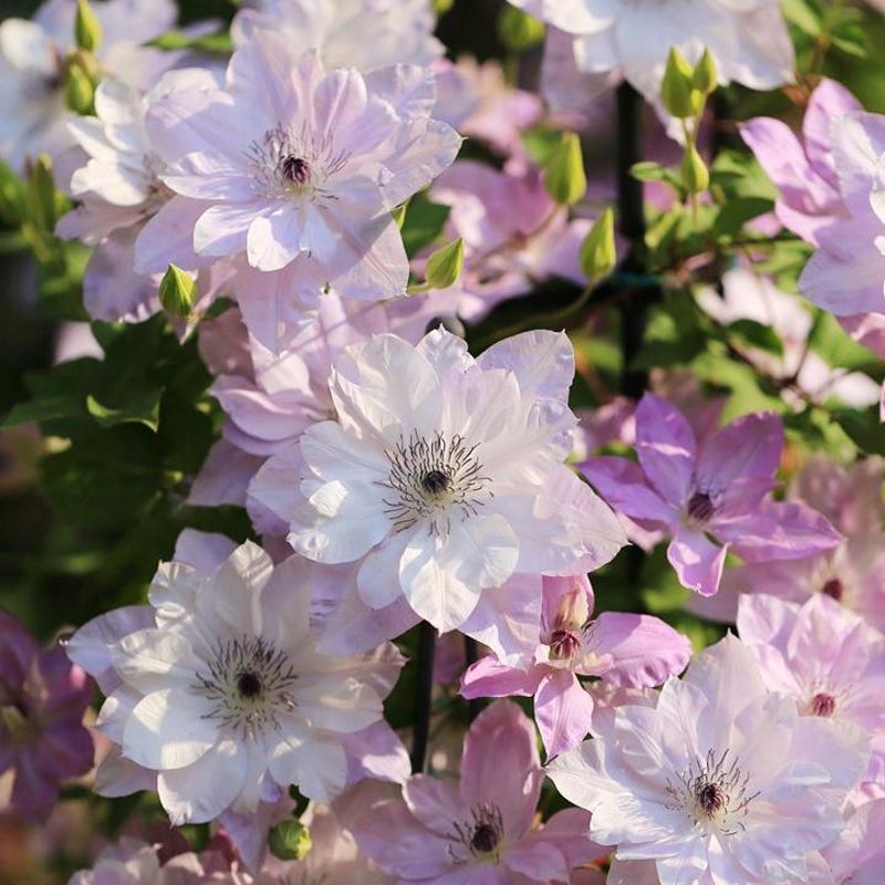 Clematis Plant - Etsy