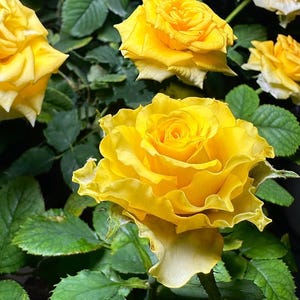 Rose【shell｜貝殻】-1.5 Gal Ownroot Liveplant｜popular Japanese Floribunda ...