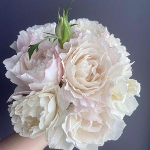 Rose【princess Tenko｜プリンセステンコー】- 3 Gal Liveplant｜rare Japanese Rosa｜天宫公主 ...