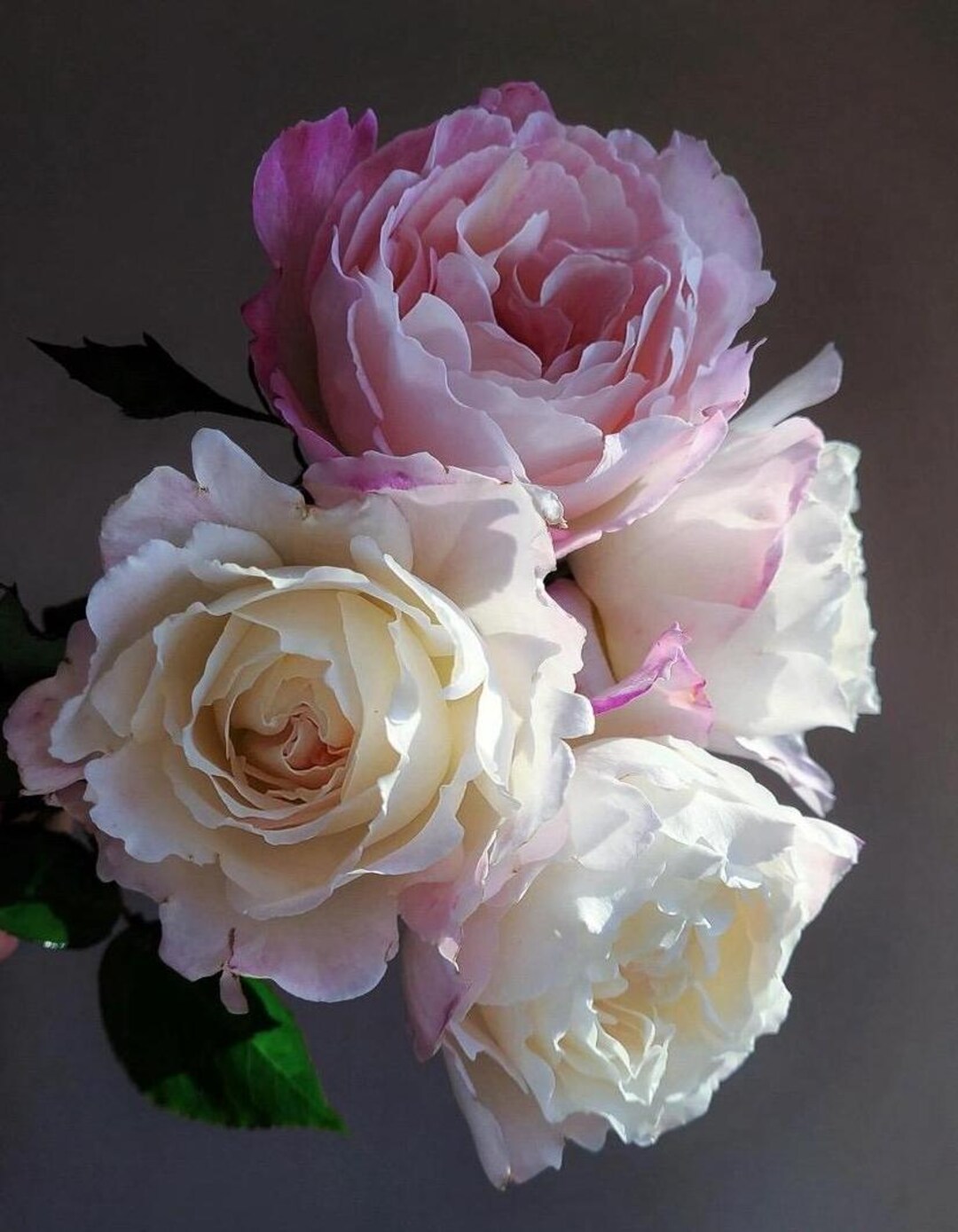 Rose【princess Tenko｜プリンセステンコー】- 3 Gal Liveplant｜rare Japanese Rosa｜天宫公主 ...