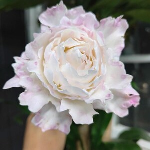 Rose【princess Tenko｜プリンセステンコー】- 3 Gal Liveplant｜rare Japanese Rosa｜天宫公主 ...