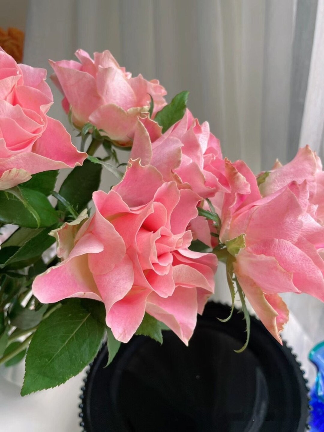 Rosejapanese Tale 大和物语 Nirpjata 1.5 Gal Ownroot heat Toleranless Thorns ...