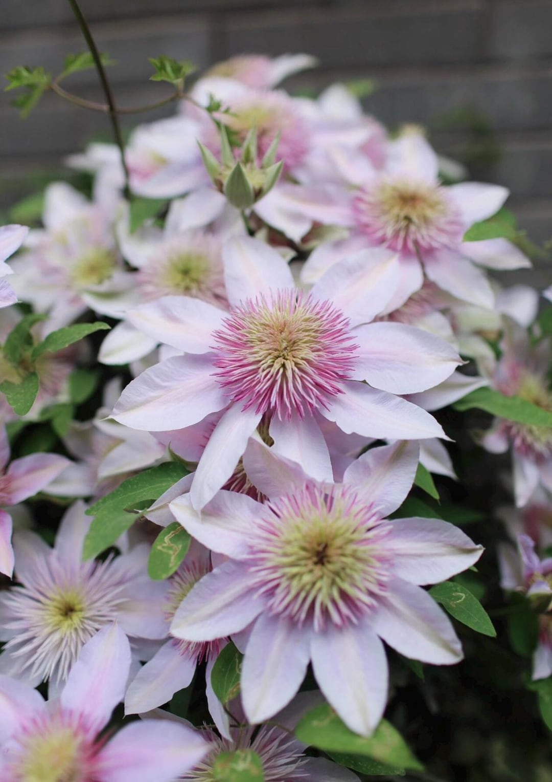 Clematis【moonglow｜月華｜gekka】- Liveplant With Flower｜月华｜cold Hardy ...