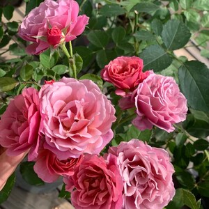 Rosa【aoi | あおい】 - 1.5gal Ownroot | Japanese Rare Floribunda Rose ...