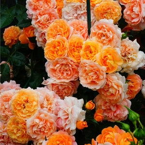 Rose【juicy Terrazza | 果汁阳台】- Ownroot -1.5gal | Netherlands Rose| Strong ...