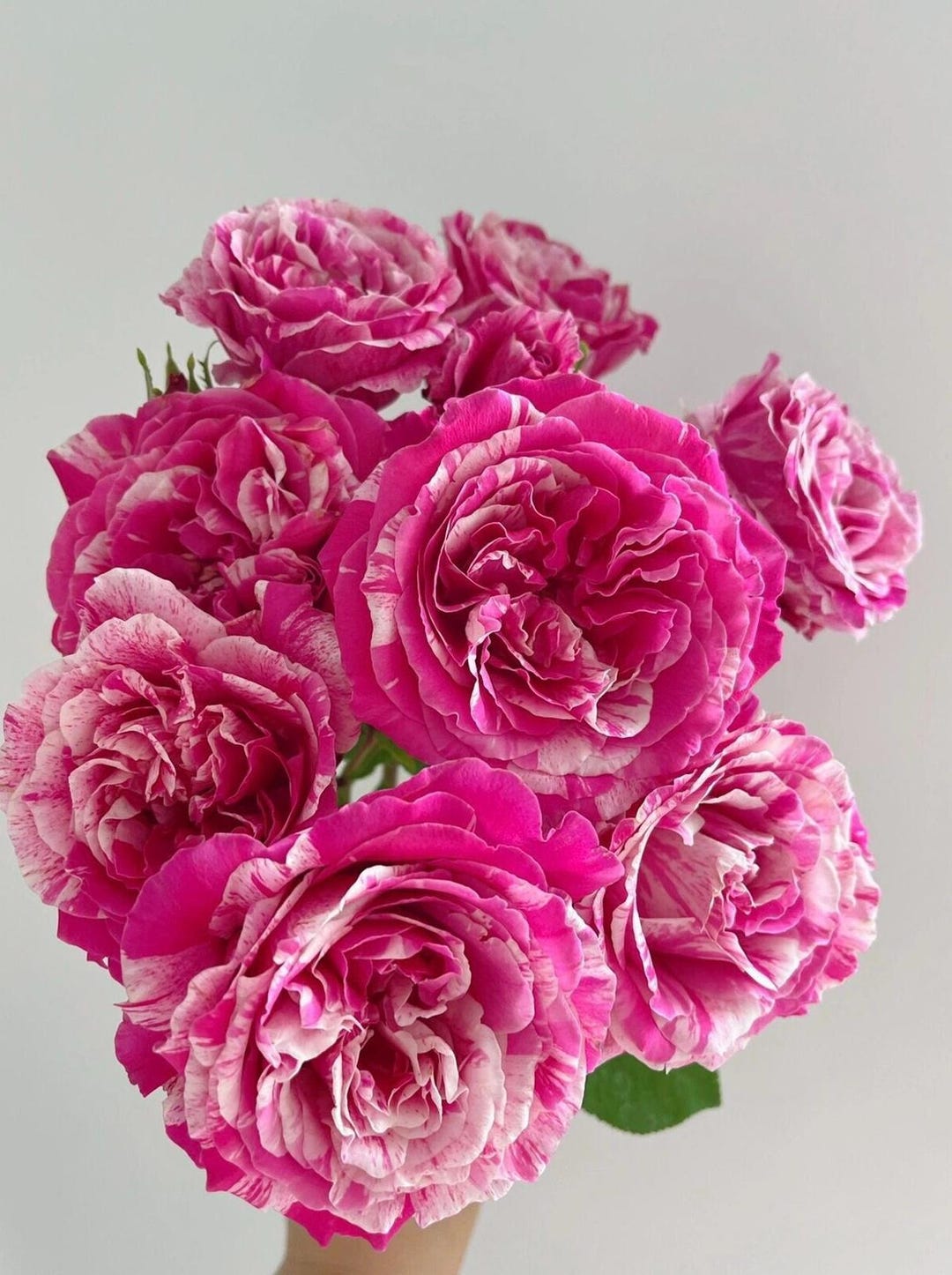 Striped Rose【ines Sastre】-2gal Lessthore｜伊蕾莎斯特| Meiteratol| Respberry ...