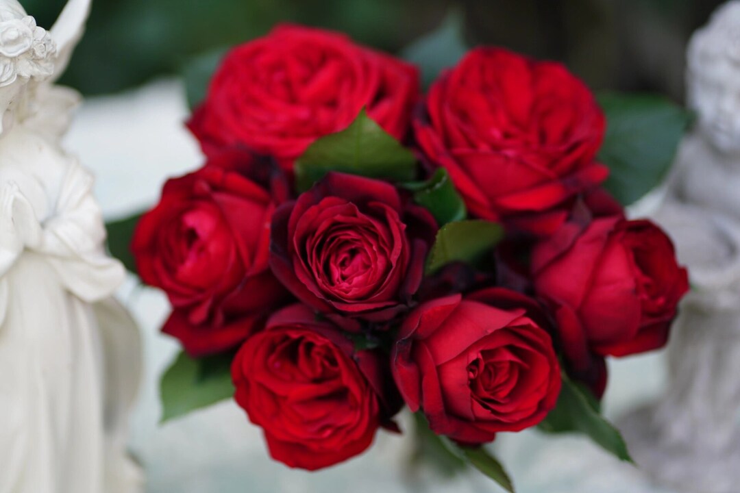 Red Rose【 海軍大将】- 1.5gal Own Root Liveplant｜inspired by Admira| 海上将军 ...