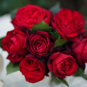 Red Rose【 海軍大将】- 1.5gal Own Root Liveplant｜inspired by Admira| 海上将军 ...
