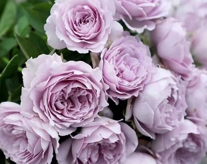 PURPLE CLIMBING ROSE Hardy Zones 3-9 Violet Double Flowers Shrub, 3 ...