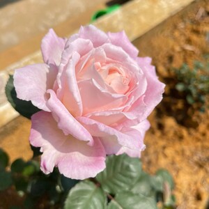Rose【princess Tenko｜プリンセステンコー】- 3 Gal Liveplant｜rare Japanese Rosa｜天宫公主 ...
