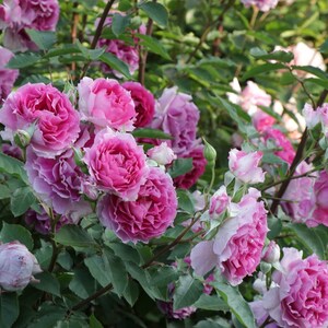 Rose【scheherazade| シェエラザード】-1.5 Gal Ownroot | Rare Rose| Strong ...