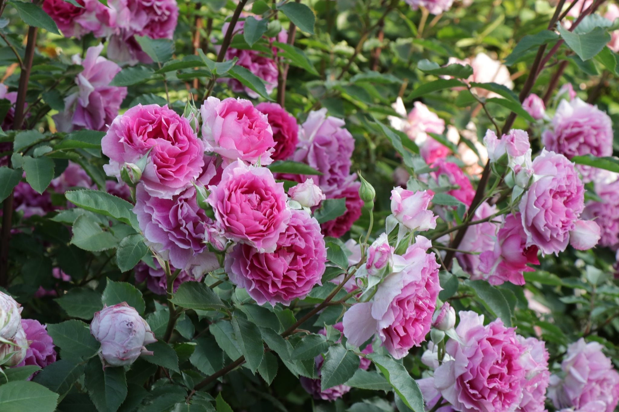Rose【scheherazade| シェエラザード】-1.5 Gal Ownroot | Rare Rose| Strong ...