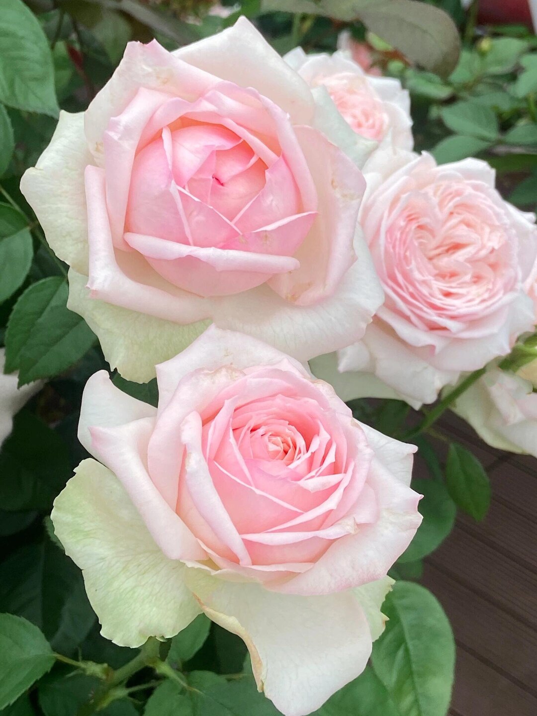 Rose【mona Lisa| モナリザ 】-1.5gal Liveplant｜shrub -eden｜蒙娜丽莎| Perfect ...