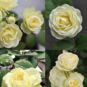 Rose【creamy Eden】creamy Folies| Meiheven| France Shrub| Cutting Rose ...