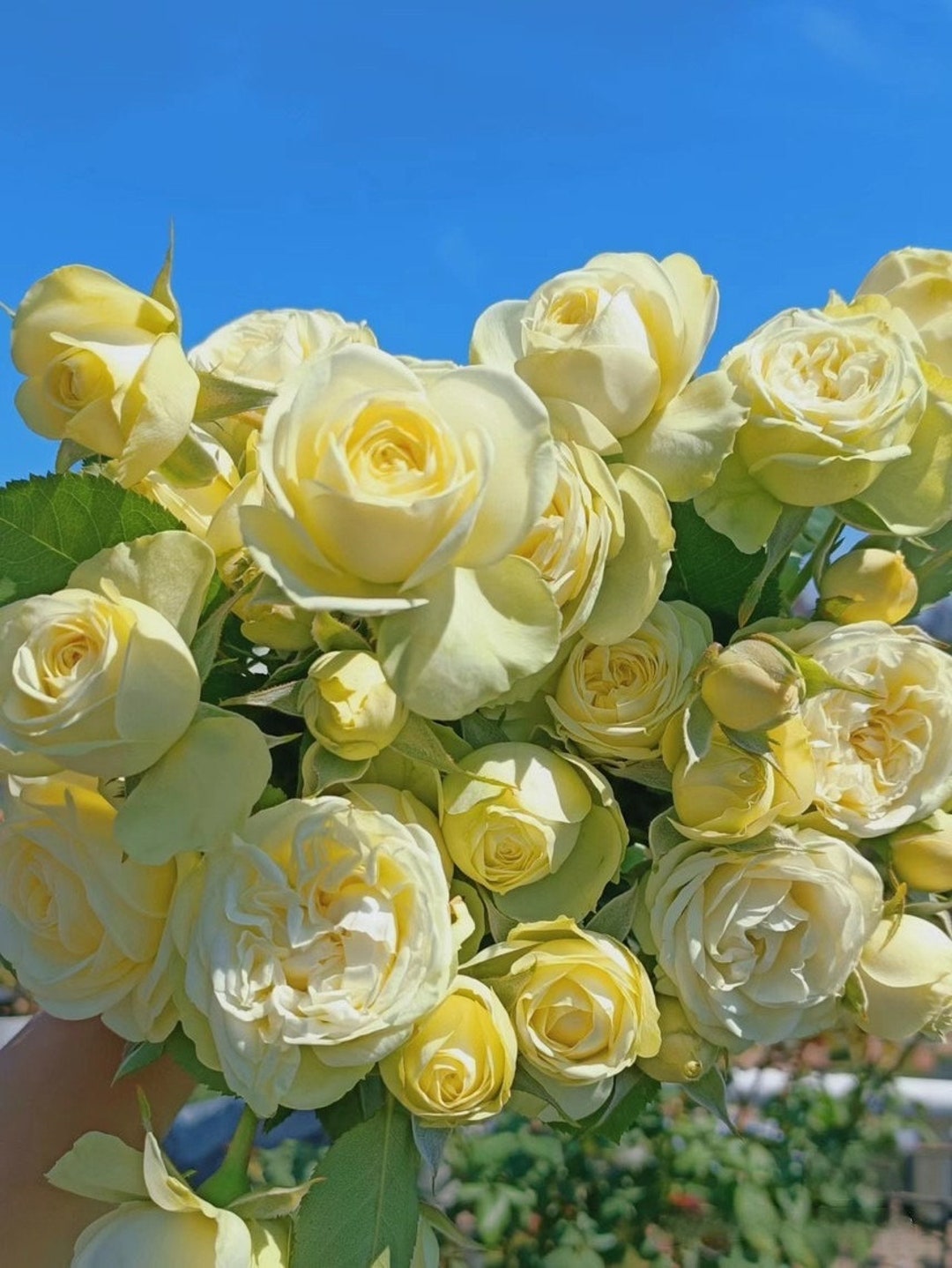 Rose【creamy Eden】creamy Folies| Meiheven| France Shrub| Cutting Rose ...