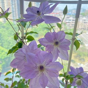 Clematis【reflections】- Liveplant｜倒影| Double-flowered| Cold Hardy ...