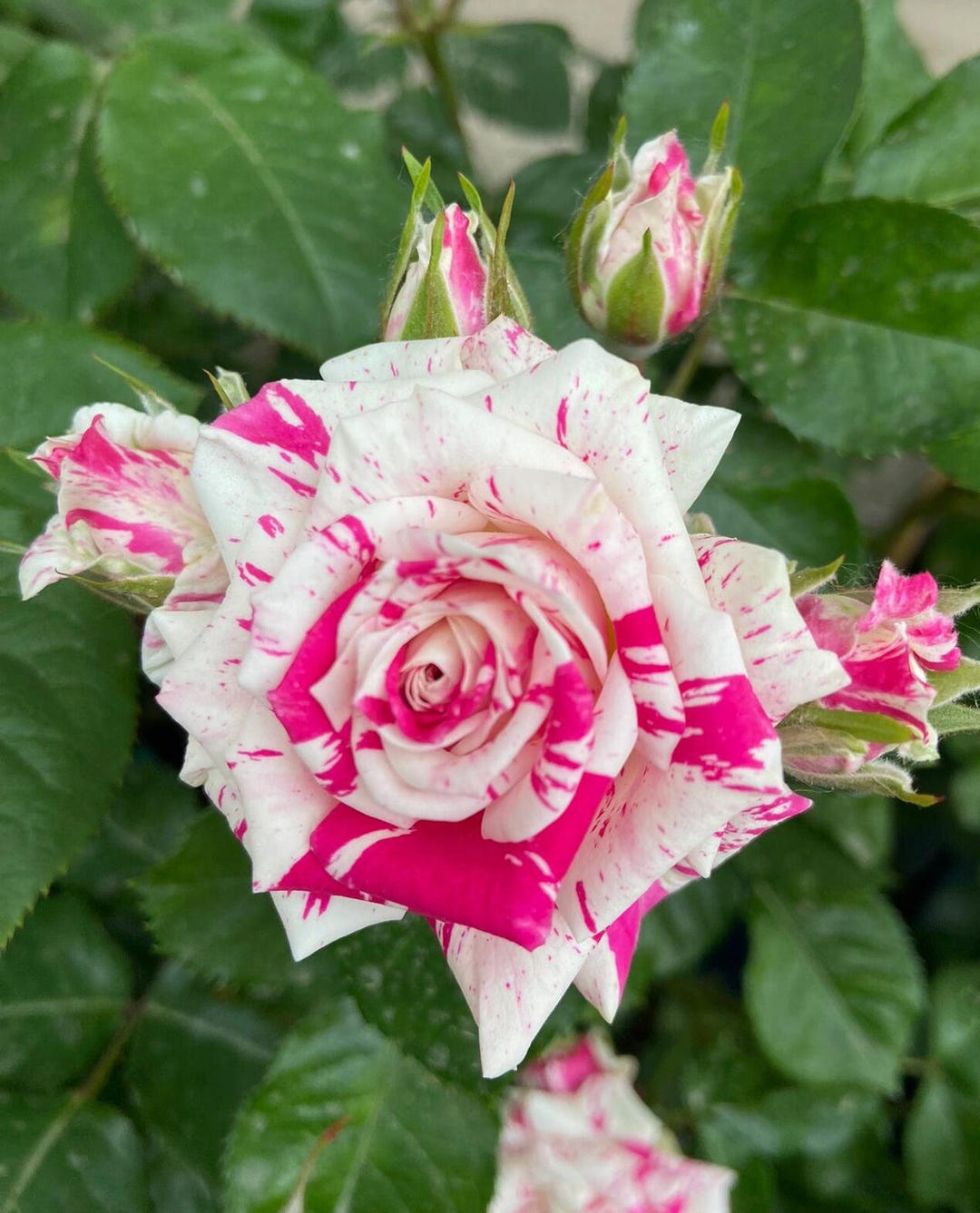 Rose【flash Dance】- Rare Striped Rosa| 1 Gal Live Plant | 闪电舞 ...