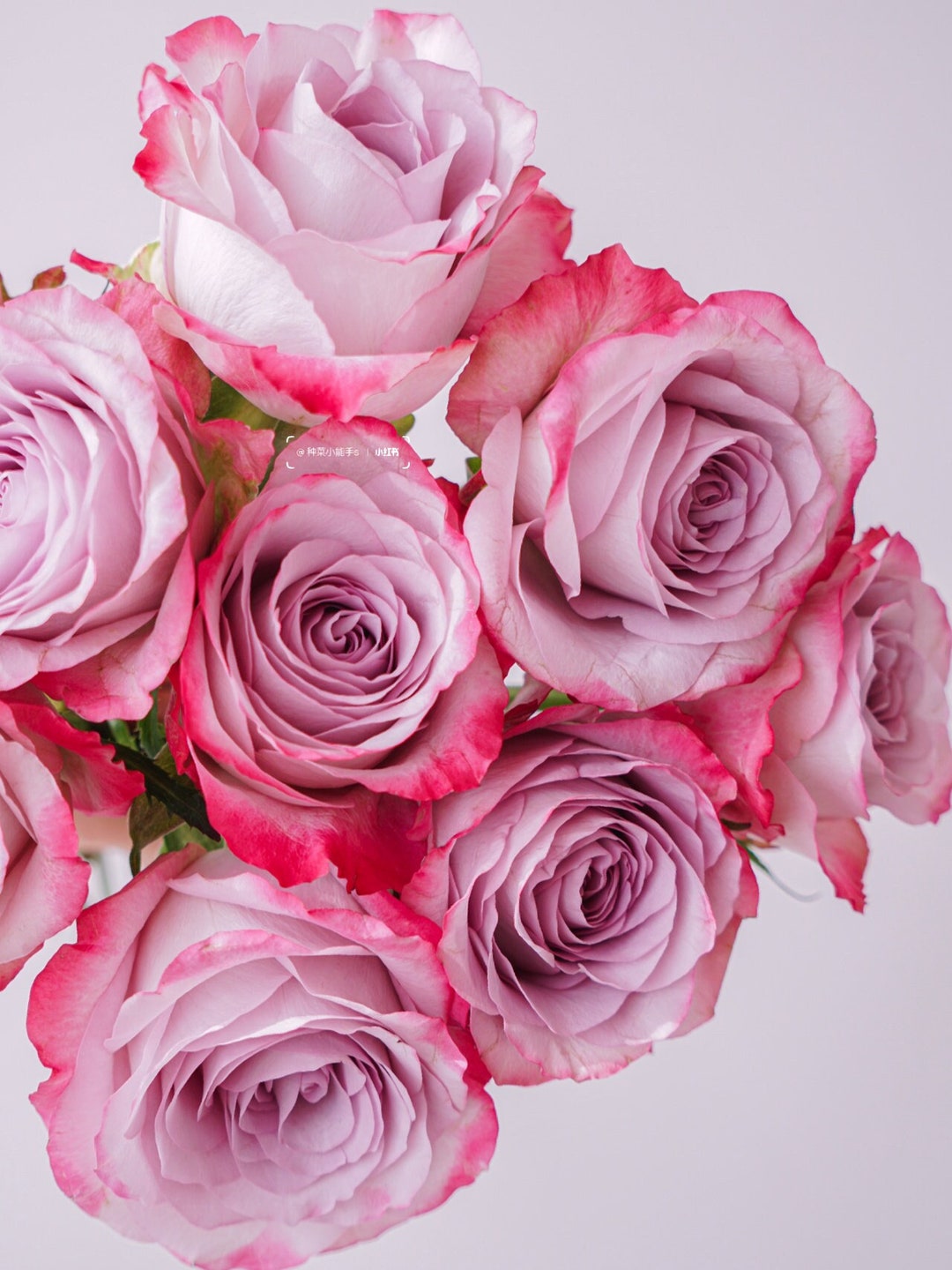 Rare Rose【glamorous+】 New Variety | 1.5gal+ Ownroot| 气场| Good Disease ...