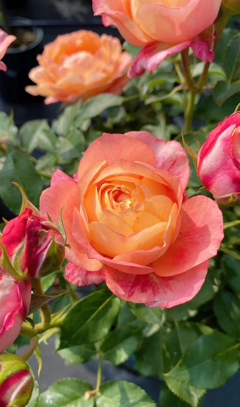 Rose【fire X-pression】 - 1.5 Gal Own Root Live Plant｜rainbow Color 大花美人 ...