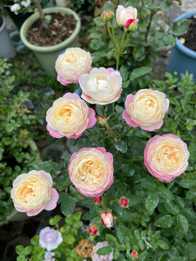 Rose【japanese Mon Amou |和室】-ownroot- 1.5gal | Redolent| Heat Tolerant ...