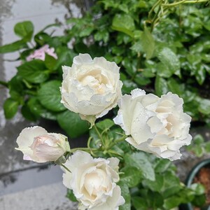 Rose【princess Tenko｜プリンセステンコー】- 3 Gal Liveplant｜rare Japanese Rosa｜天宫公主 ...