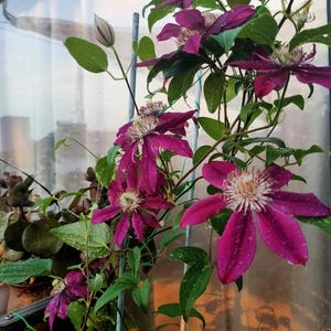 Rare Japanese Clematis【nishiki｜錦】- Live Plant｜锦｜bi-color: Starts Pale ...
