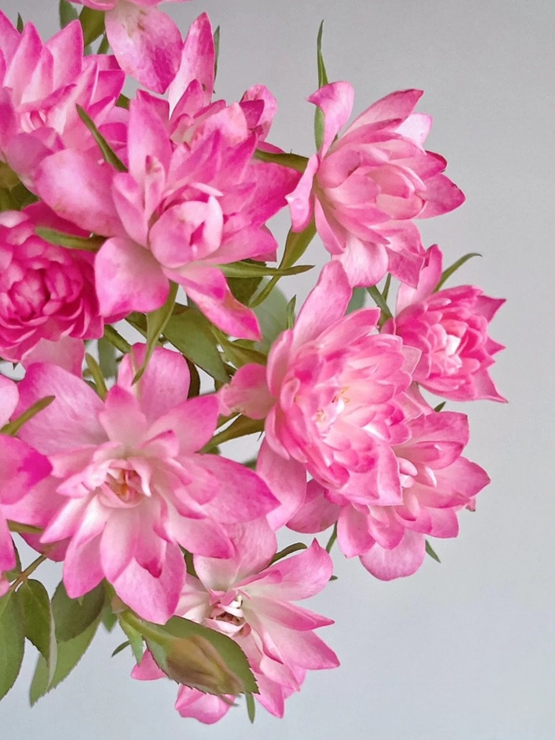 Mini Rose【astro Sky|アストロスカイ】-1 Gal + Ownroot Live Plant｜lotus Bloom ...