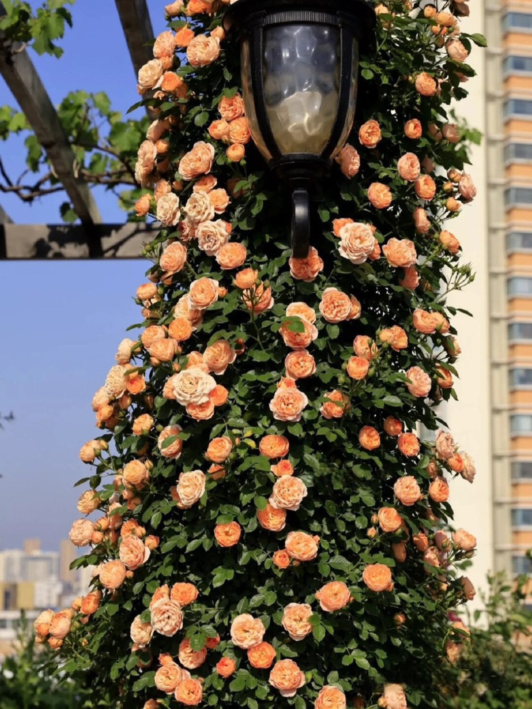 2ft Climbing Rose Apricot Sweet Dream award-winning Variety Strong ...