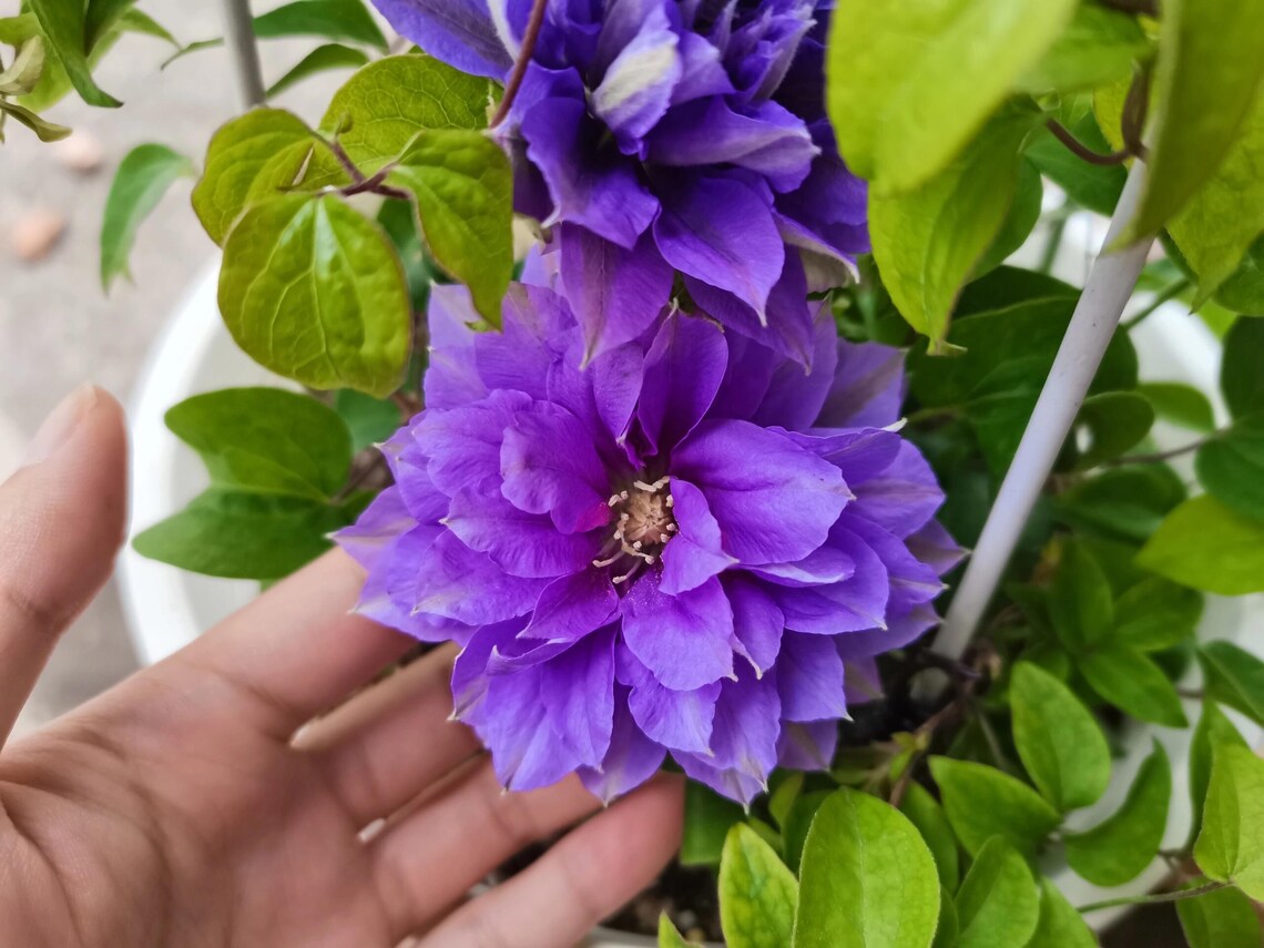 Rare Clematis 【enku｜円空】 - 9P Liveplant| Popular Japanese Clematis| 圓空 ...