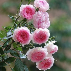 Rose【misty Moon｜rong Rong Yue】-1.5 Gal Ownroot Liveplant｜溶溶月｜tianlang ...