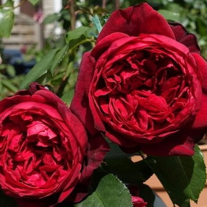 Red Rose【 海軍大将】- 1.5gal Own Root Liveplant｜inspired by Admira| 海上将军 ...