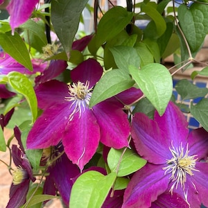 Rare Japanese Clematis【nishiki｜錦】- Live Plant｜锦｜bi-color: Starts Pale ...