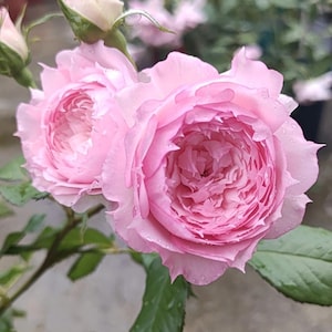 Rose【misty Moon｜rong Rong Yue】-1.5 Gal Ownroot Liveplant｜溶溶月｜tianlang ...