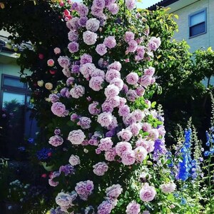 2ft Rainy Blue Climbing Rose own Root Liveplants RARE Purple Blend or ...