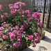 Rose【scheherazade| シェエラザード】-1.5 Gal Ownroot | Rare Rose| Strong ...
